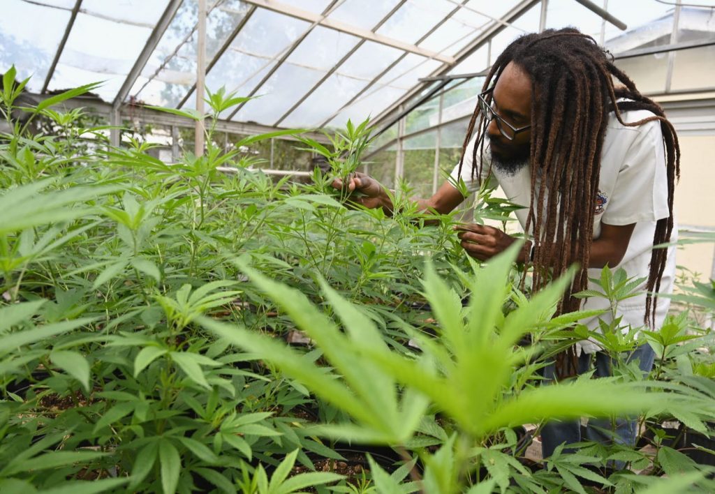 O uso tradicional e cultural da cannabis na Jamaica